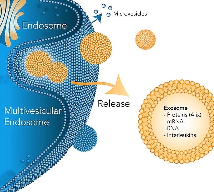 Discover the Power of Exosomes Facial I Prima Britannia Clinic